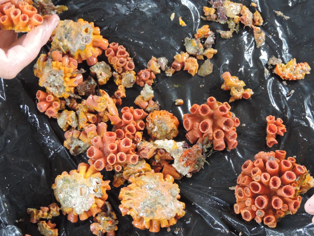 Coral-sol: um invasor perigoso nas águas do Litoral Norte – Tamoios News